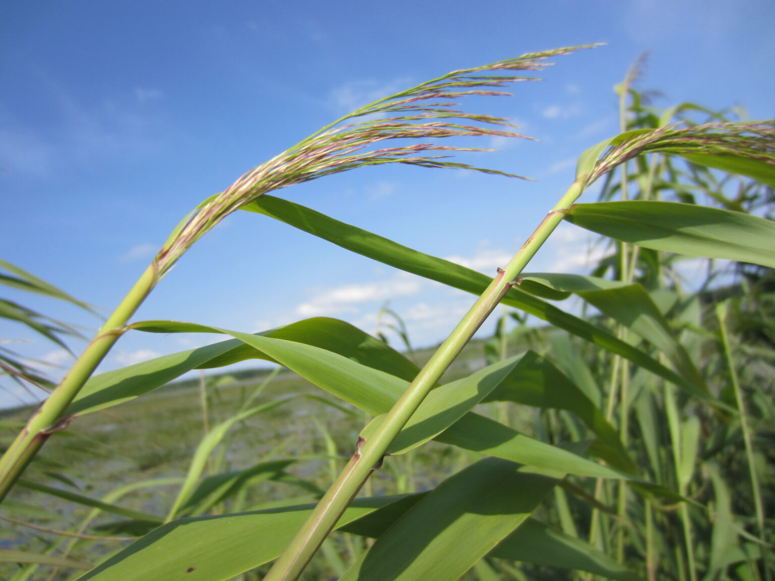 Native vs. Invasive – Ontario Phragmites Working Group