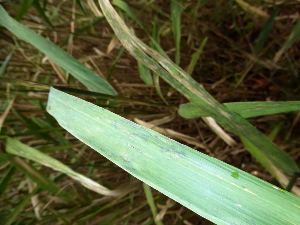 Native vs. Invasive – Ontario Phragmites Working Group